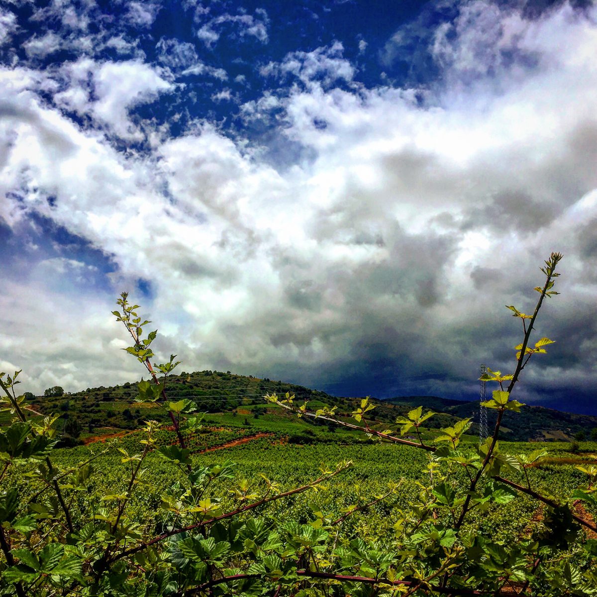 El Bierzo - Auténticos Viñadores